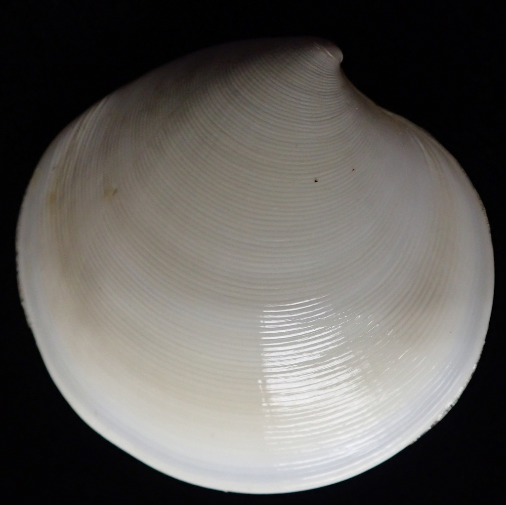 Disk Dosinia (North carolina marine molluscs) · iNaturalist