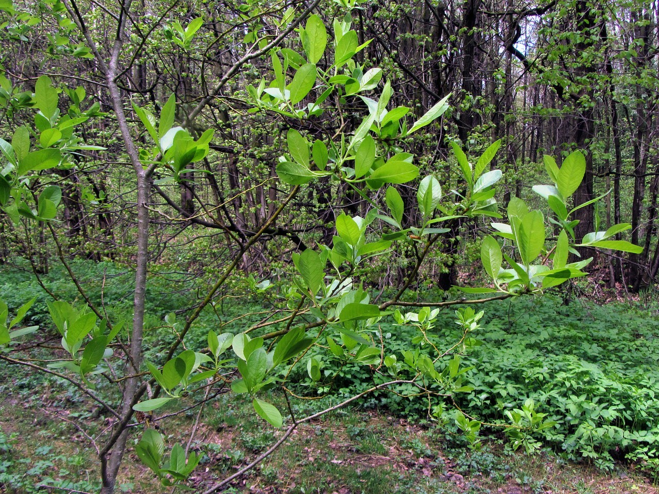 Salix myrsinifolia Salisb.
