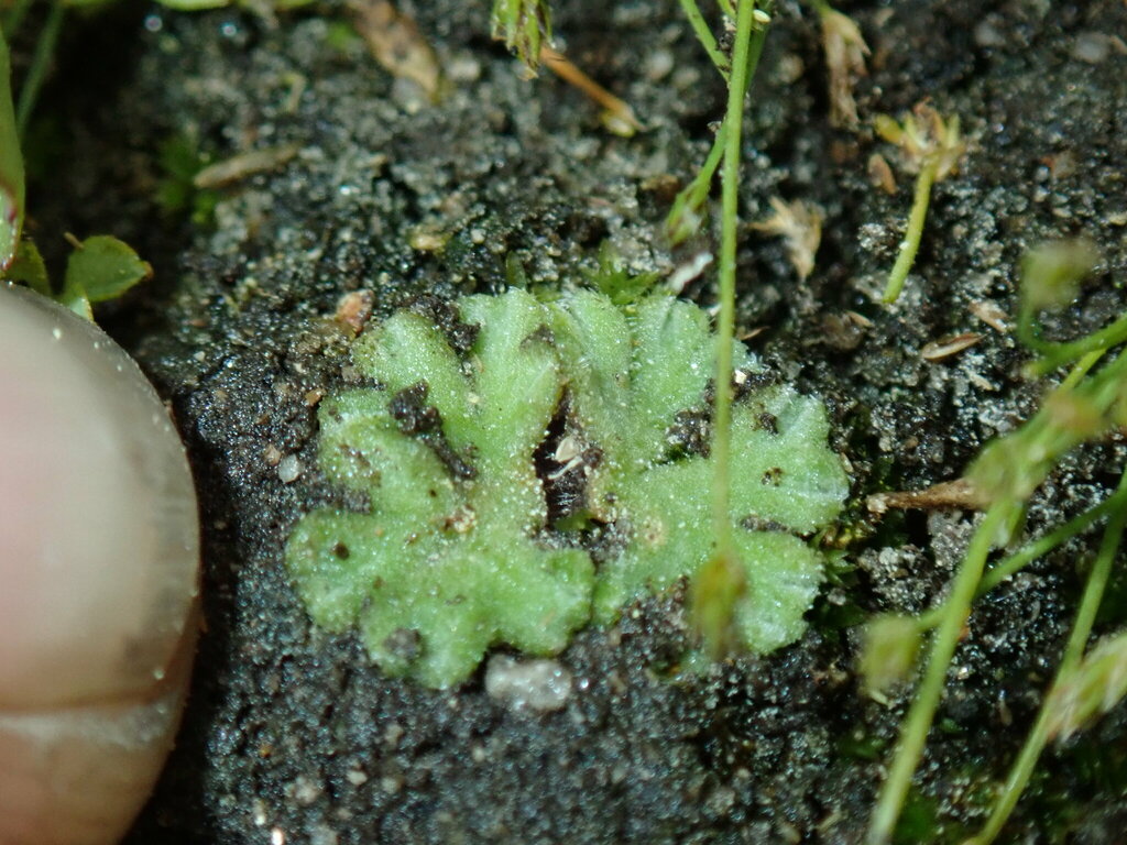 California Crystalwort in August 2019 by Adam J. Searcy · iNaturalist
