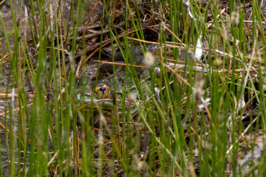 Chiricahua Leopard Frog in May 2023 by John Trent · iNaturalist
