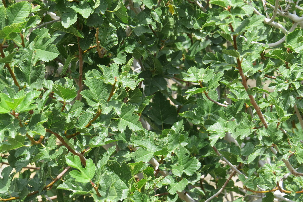 Ficus johannis from Kalba - Sharjah - United Arab Emirates on April 27 ...