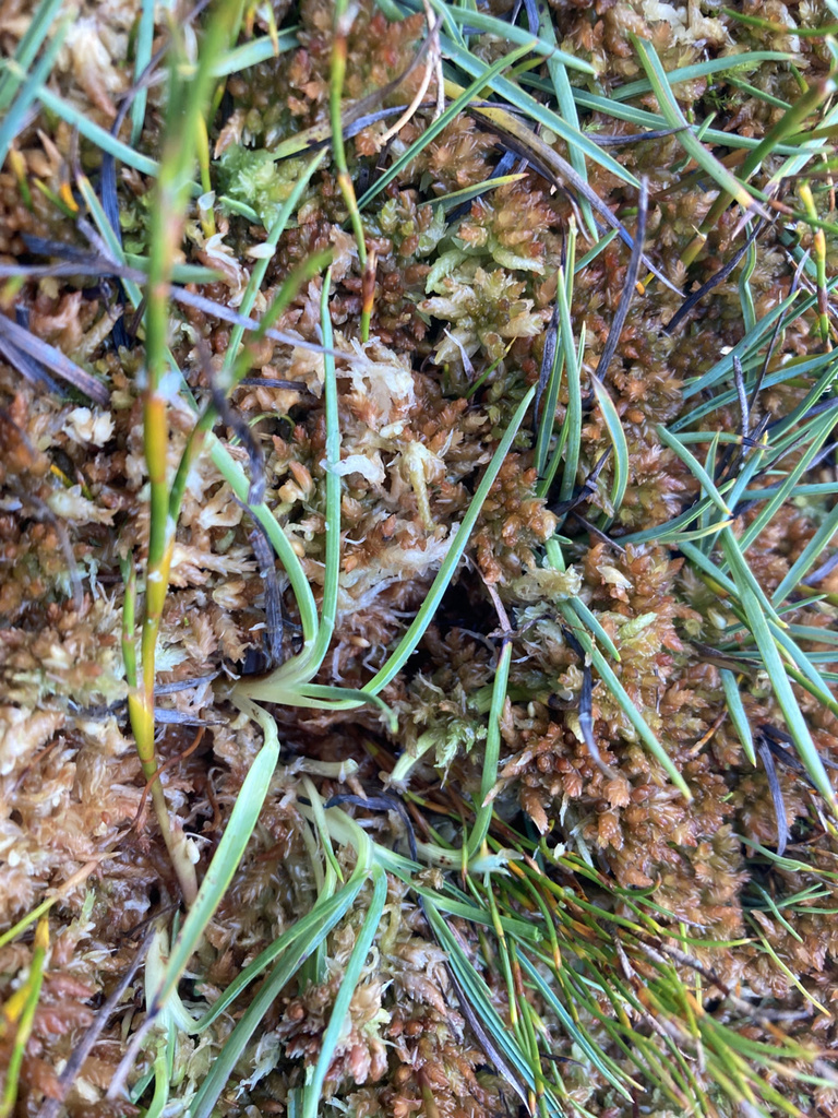 grass lily in April 2023 by Yannick D. Found in a lesser wire rush peat ...