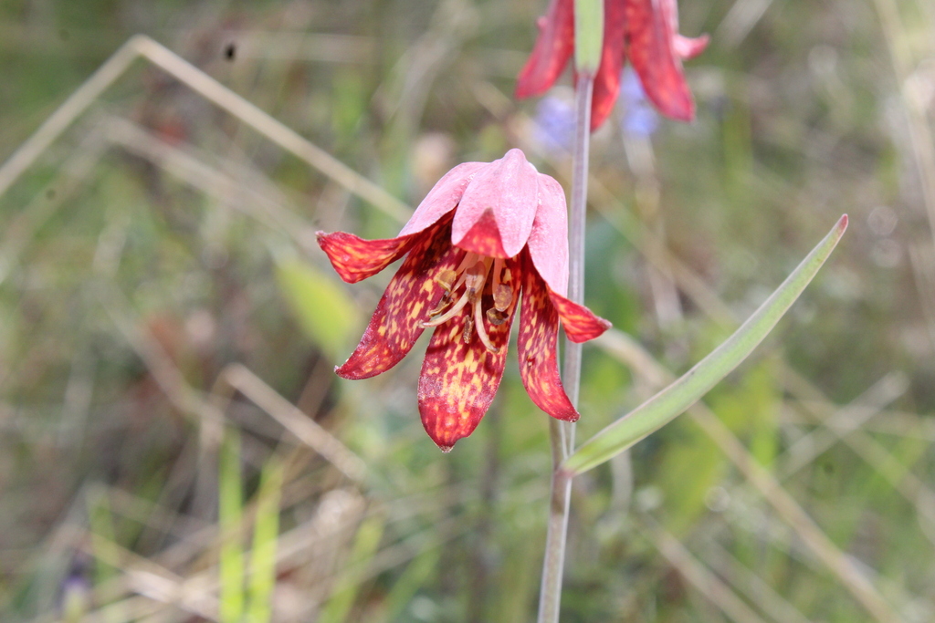 Gentner's fritillary in May 2023 by Matt Unitis · iNaturalist