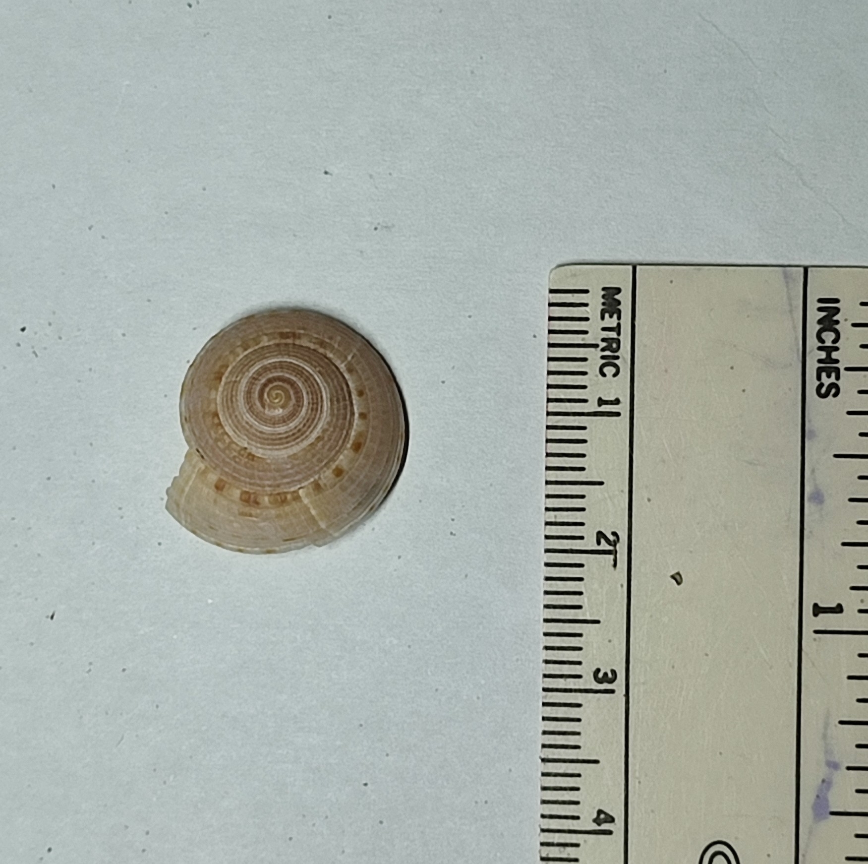 Architectonica nobilis Röding, 1798