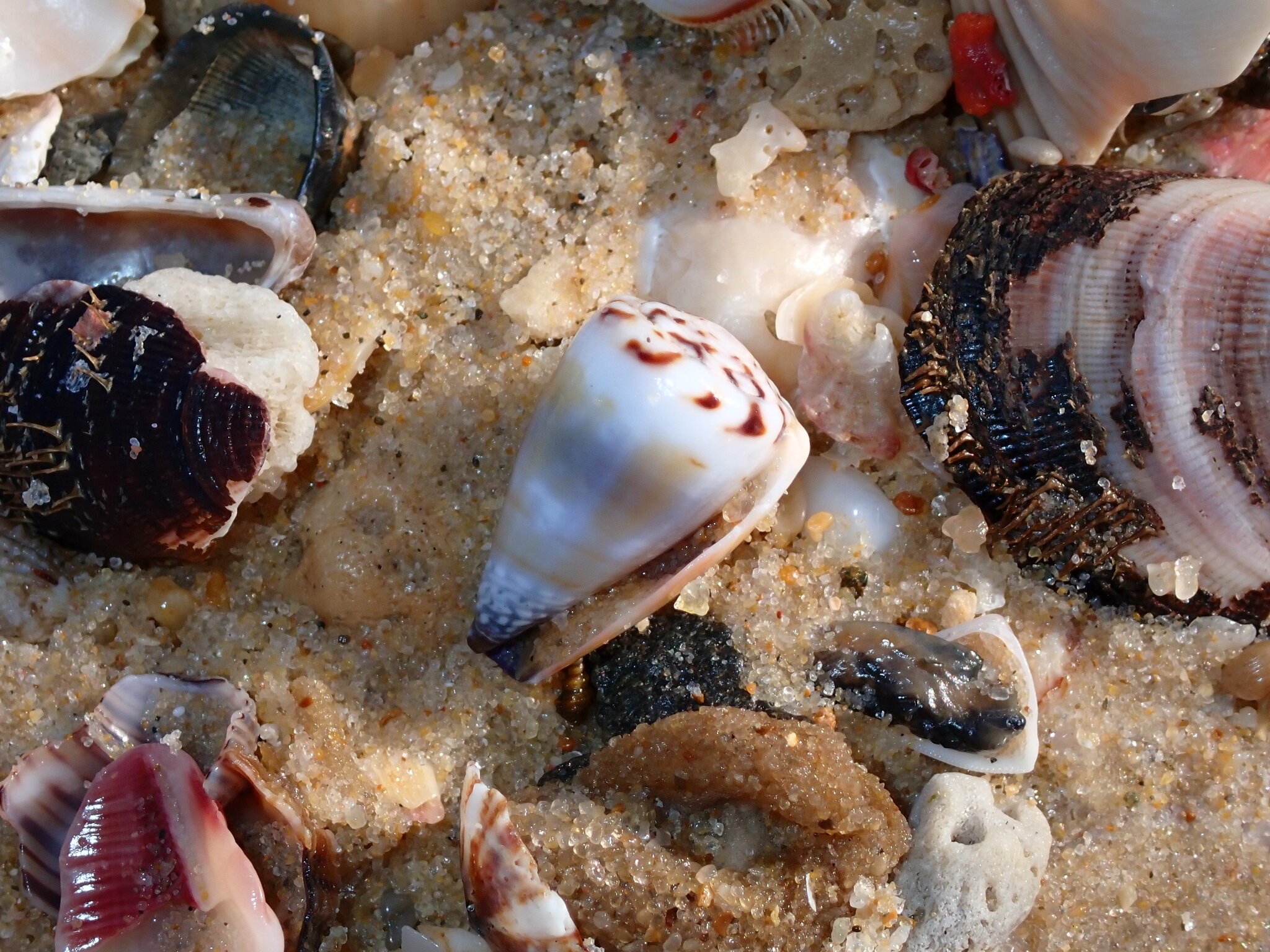 Conus musicus Hwass, 1792