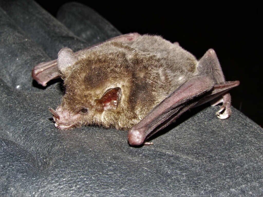 western long-tongued bat from Asunción Ixtaltepec, Oax., México on May ...