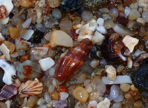 Eucithara arenivaga · NaturaLista Colombia