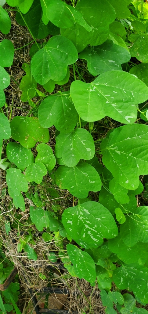 slender passionflower from Mission, TX, USA on April 28, 2023 at 02:25 ...