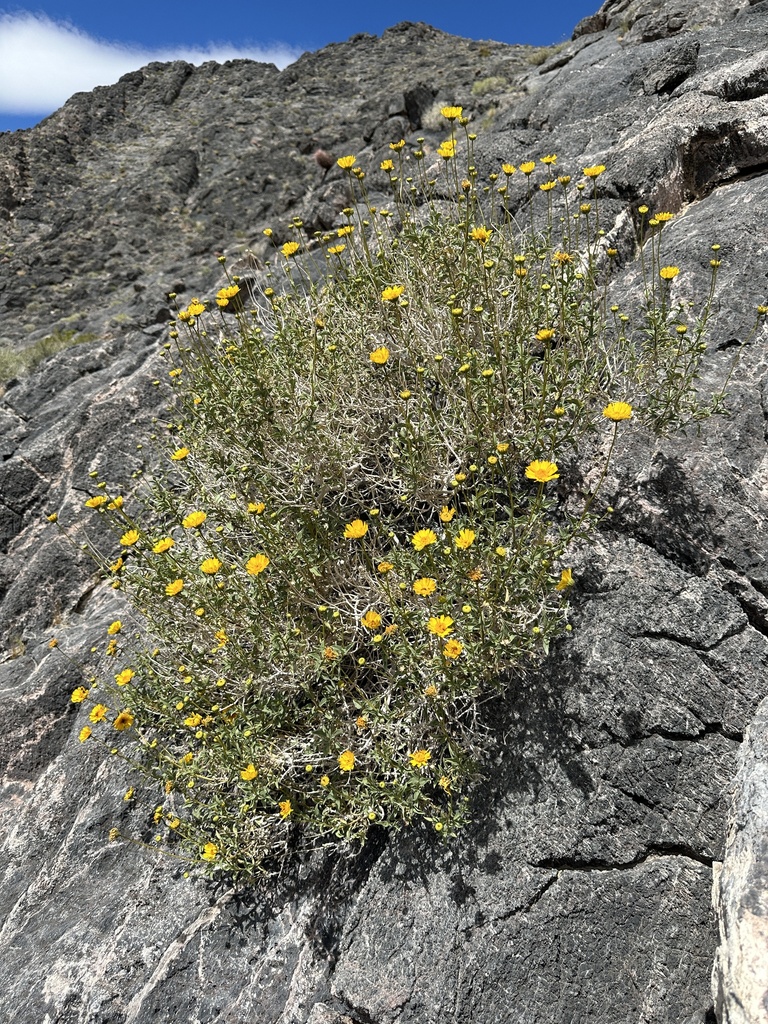 Virgin River Brittlebush from Nye County, NV, USA on April 22, 2023 at ...