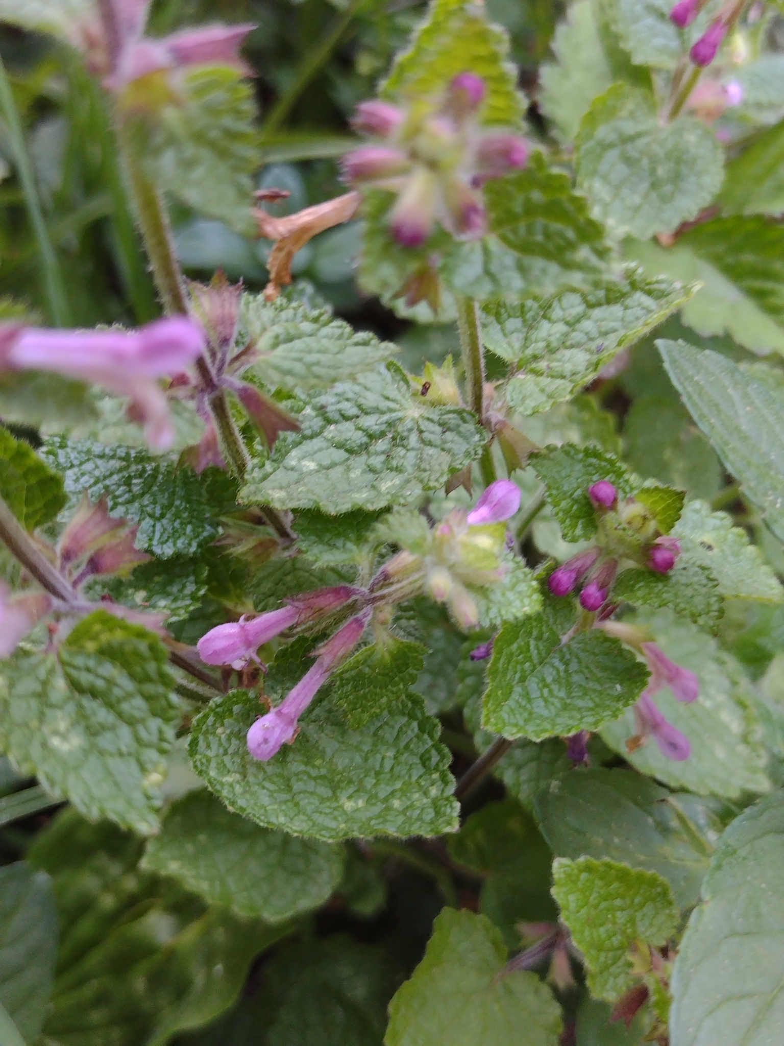 Stachys agraria Schltdl. & Cham.