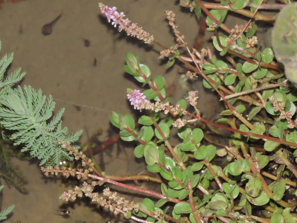 roundleaf toothcup from 406台灣台中市北屯區台中市北屯區 on April 30, 2023 at 05:41 PM ...