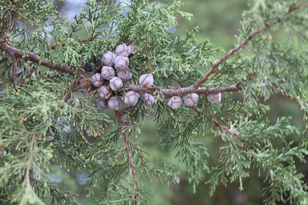 Mexican cypress from Cd. de México, México on April 29, 2023 at 03:46 ...