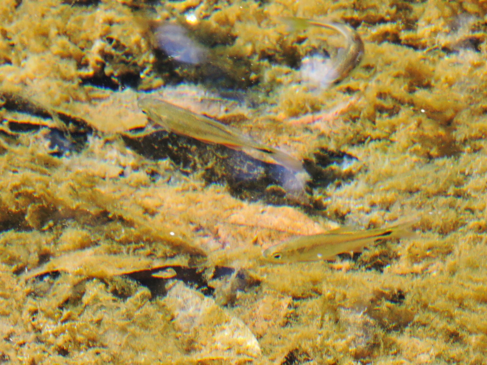 Characidae
