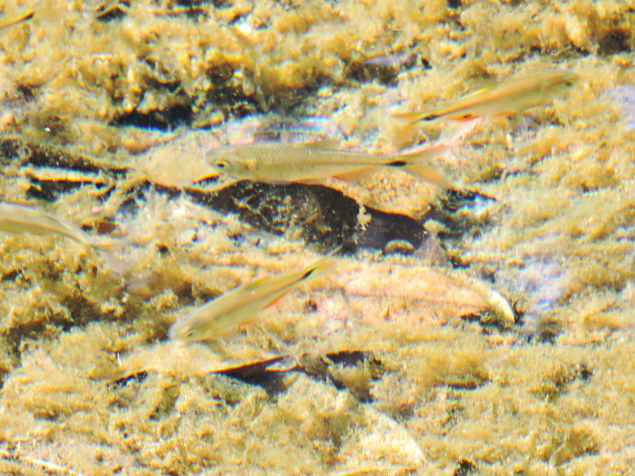 Characidae