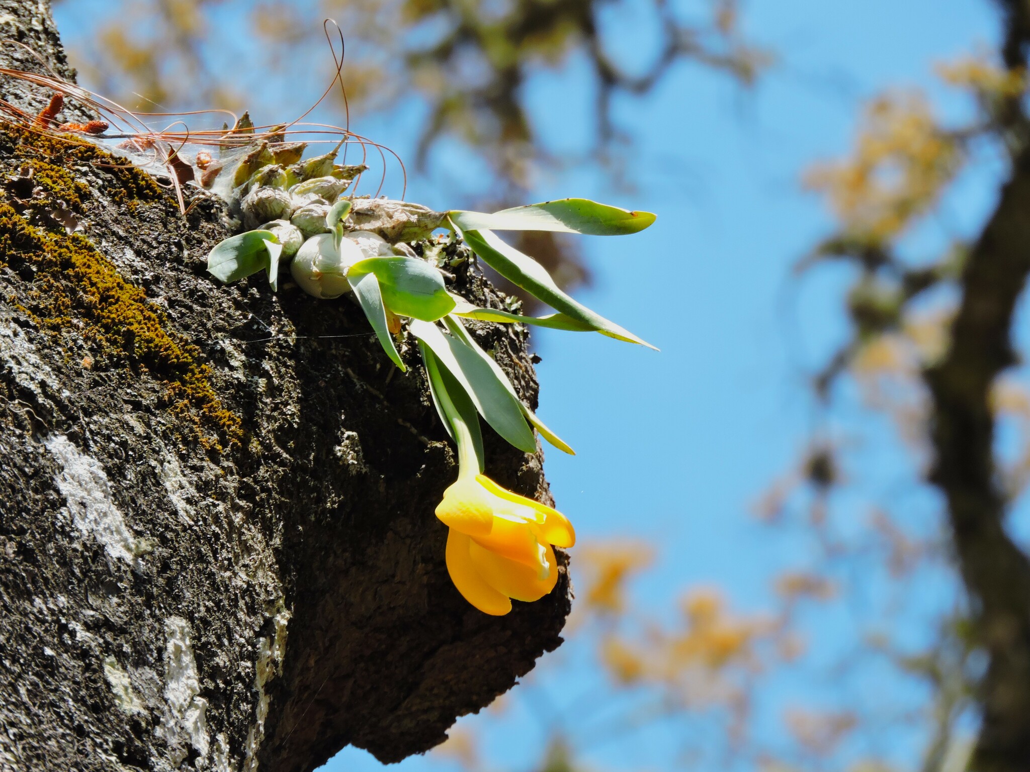 Prosthechea citrina (Lex.) W.E.Higgins