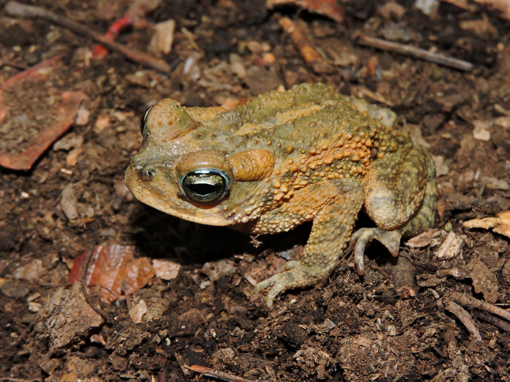 Incilius occidentalis (Camerano, 1879)