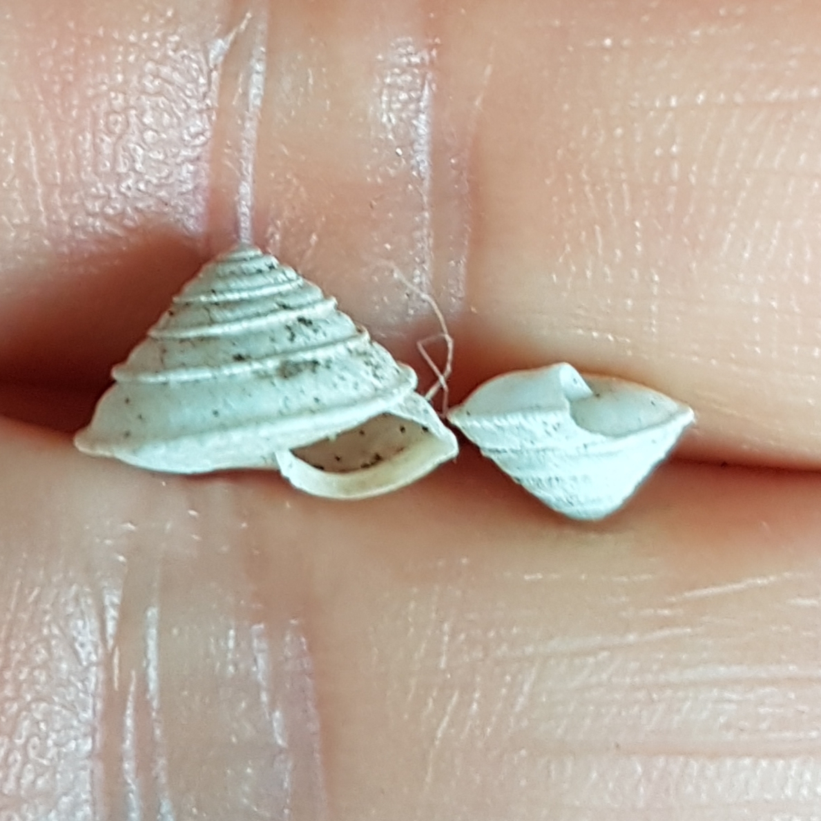 Trochoidea elegans (Gmelin, 1791)