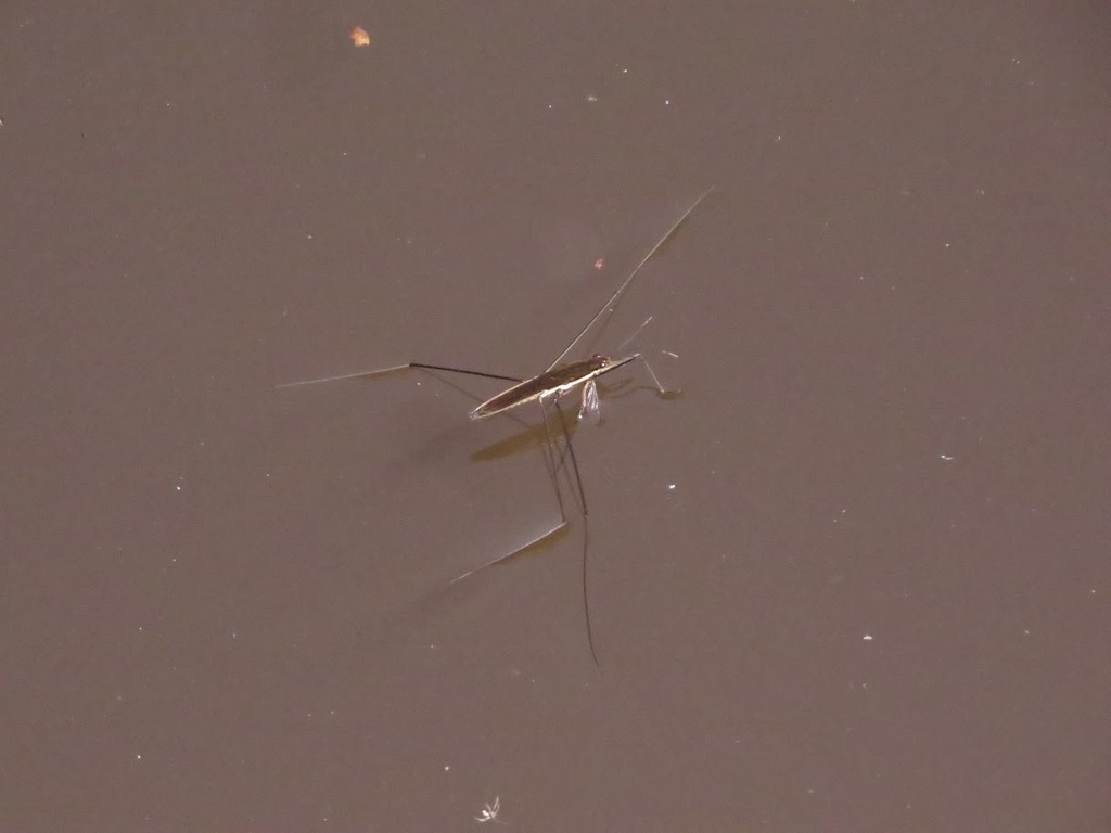 Giant Water Strider from 日本、〒180-0023 東京都武蔵野市境南町 on April 20, 2023 by ...