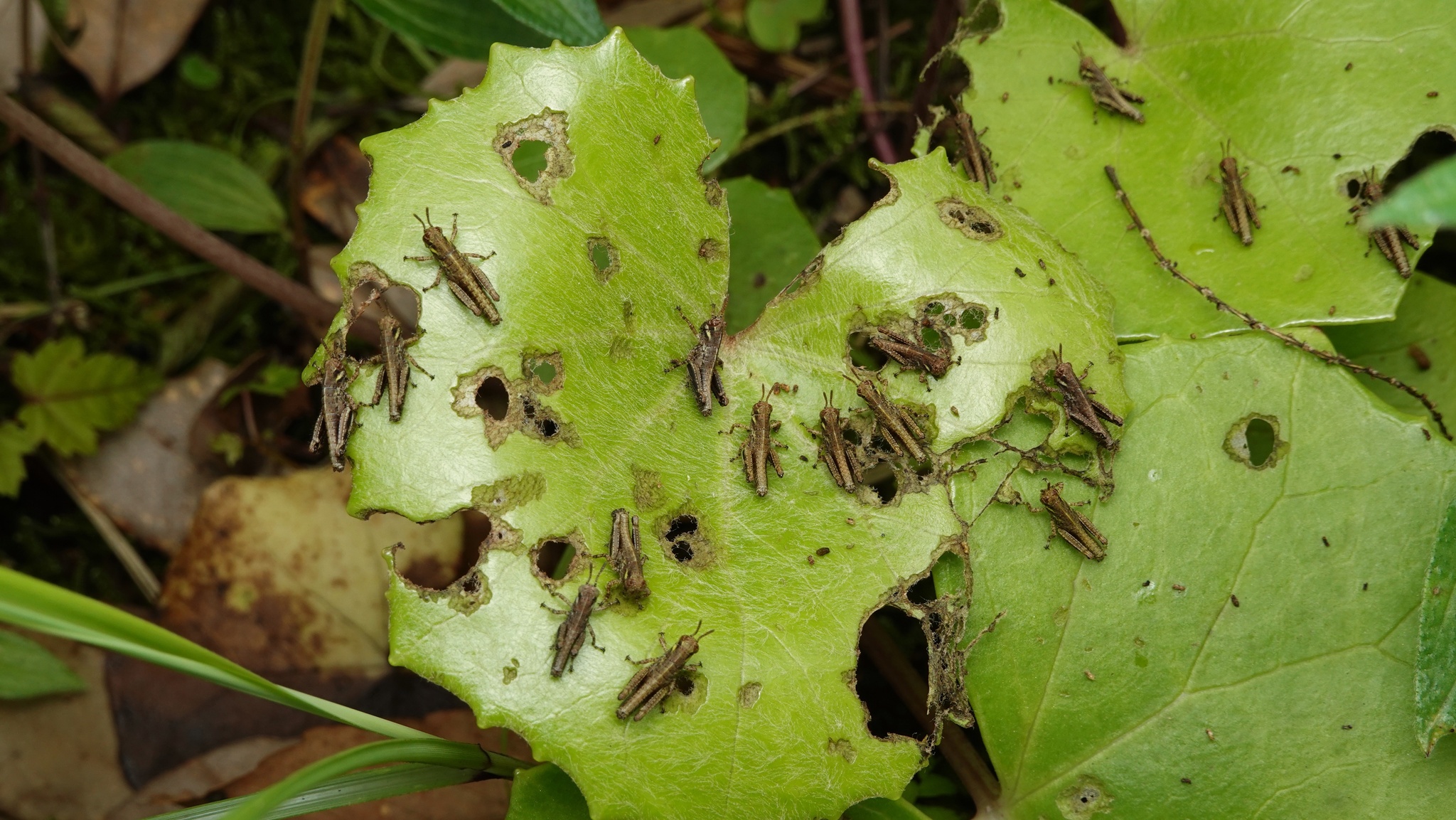 Sinopodisma Chang, 1940