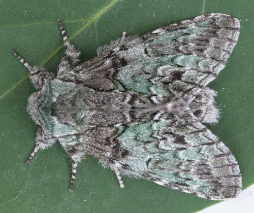 Mottled Prominent Moth (Moths and Butterflies of North Carolina ...