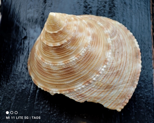 Calliostoma formosense · NaturaLista Colombia