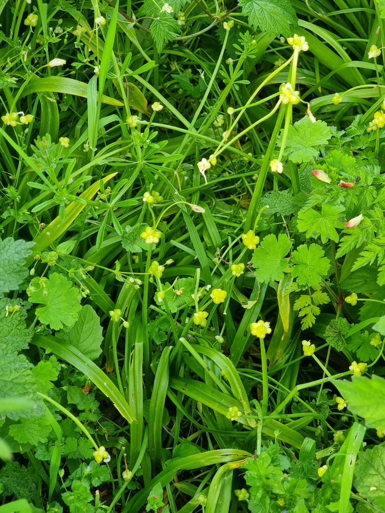 Few-flowered Leek from Kew, Richmond TW9, UK on 02 May, 2023 at 06:41 ...
