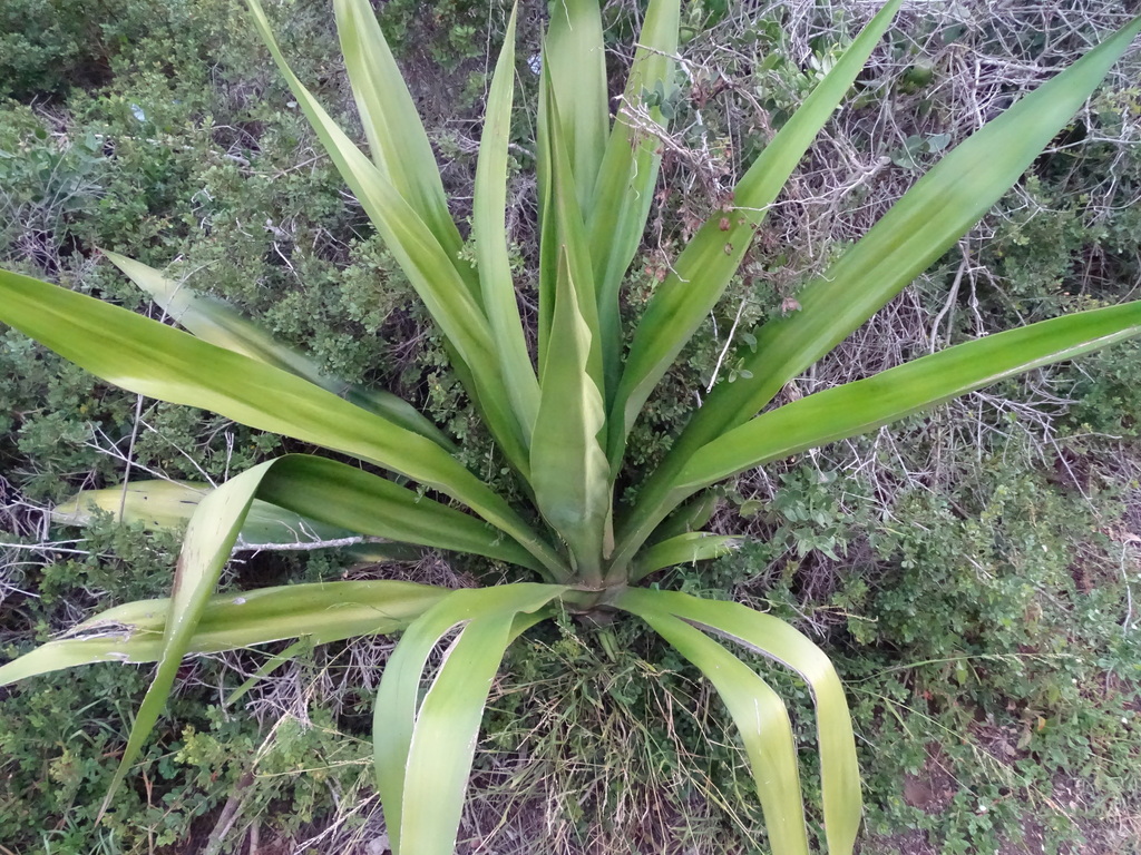 Mauritius hemp from De Bakke, Mossel Bay, 6506, South Africa on May 1 ...