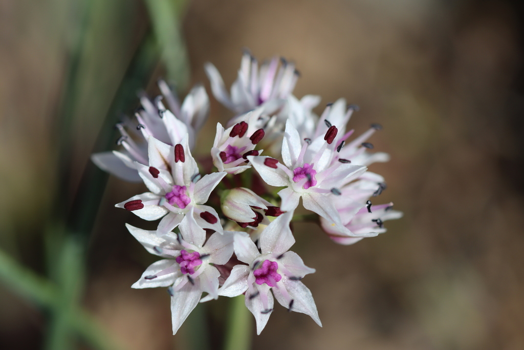 Allium macrum from Kittitas County, WA, USA on April 28, 2023 at 04:42 ...