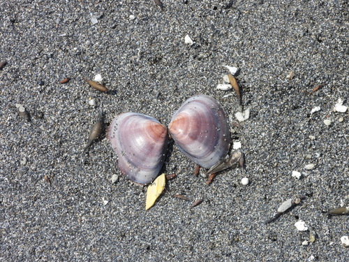 Meretrix taiwanica · iNaturalist