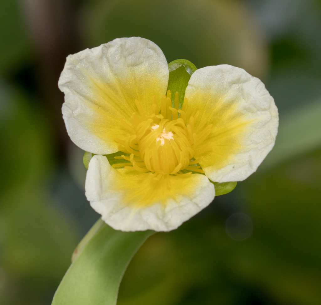 Limnocharis flava (Plantas de Costa Rica asociadas a ecositemas de ...