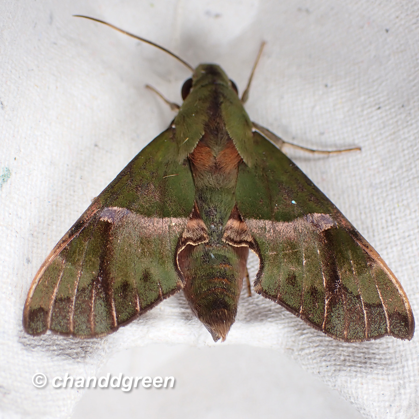 Angonyx testacea Walker, 1856