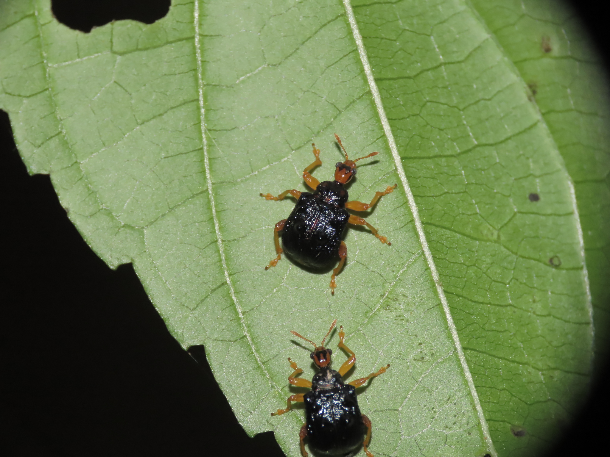 Agomadaranus pardaloides (Voss, 1924)