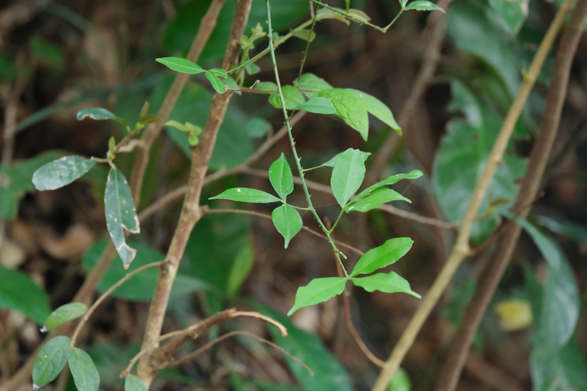Vitex negundo var. cannabifolia (Siebold & Zucc.) Hand.-Mazz.