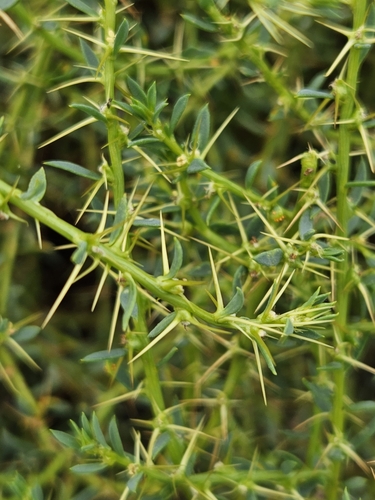 Black Roly-poly (Sclerolaena muricata) · iNaturalist United Kingdom