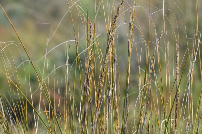 Gahnia filum (Labill.) F.Muell.