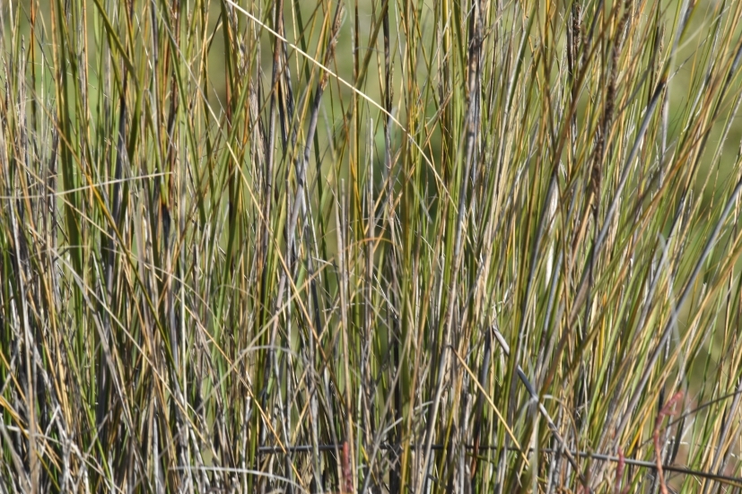 Gahnia filum (Labill.) F.Muell.