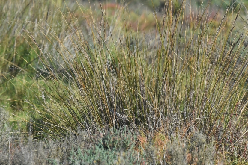 Gahnia filum (Labill.) F.Muell.