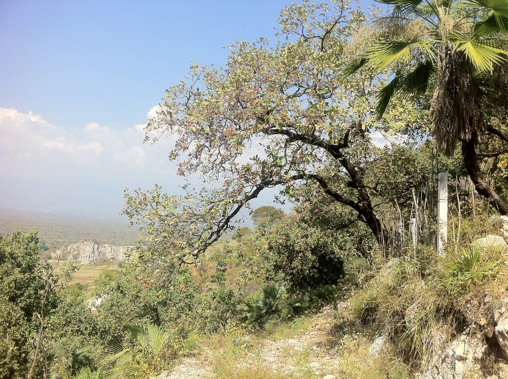 encino prieto desde Jiutepec, Morelos, México el08 de abril de 2014 de ...