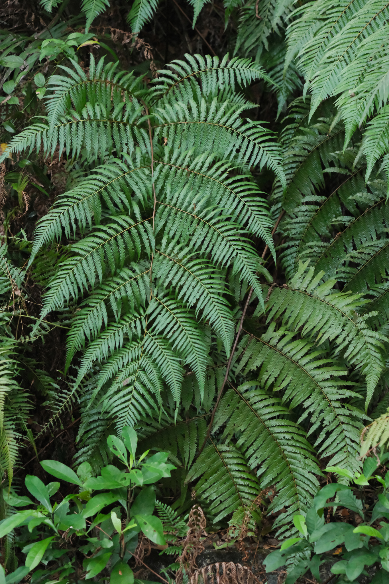 Cibotium barometz (L.) J.Sm.