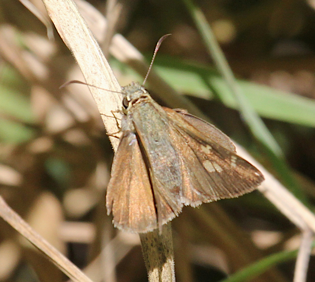 Large Dingy Skipper from Samsonvale QLD 4520, Australia on May 3, 2023 ...