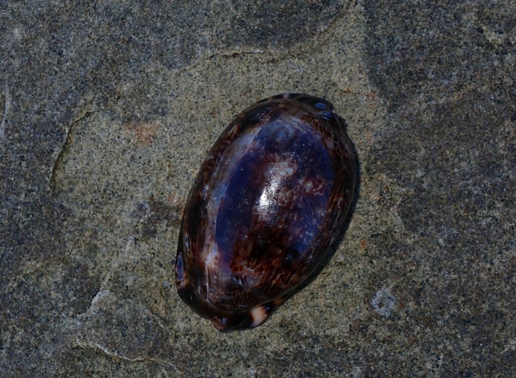 Arabian Cowry from Point Cartwright, QLD, Australia on May 03, 2023 at ...