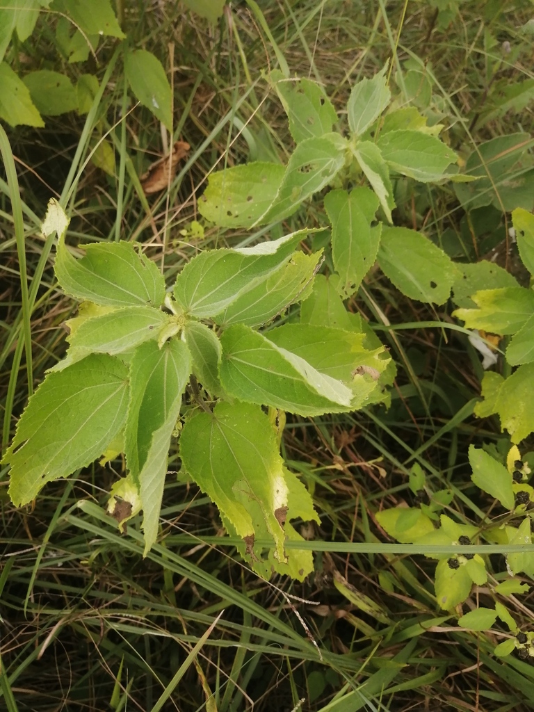 Hairy Bur from Maxmead, Pinetown, 3610, South Africa on April 28, 2023 ...