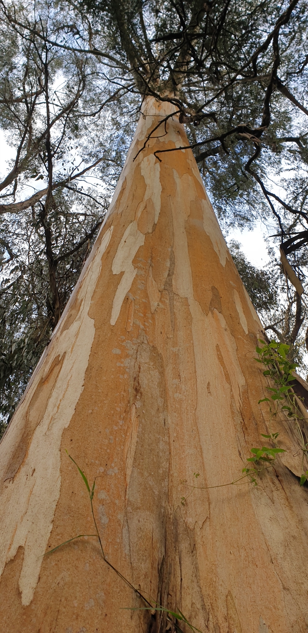 Eucalyptus cypellocarpa L.A.S.Johnson