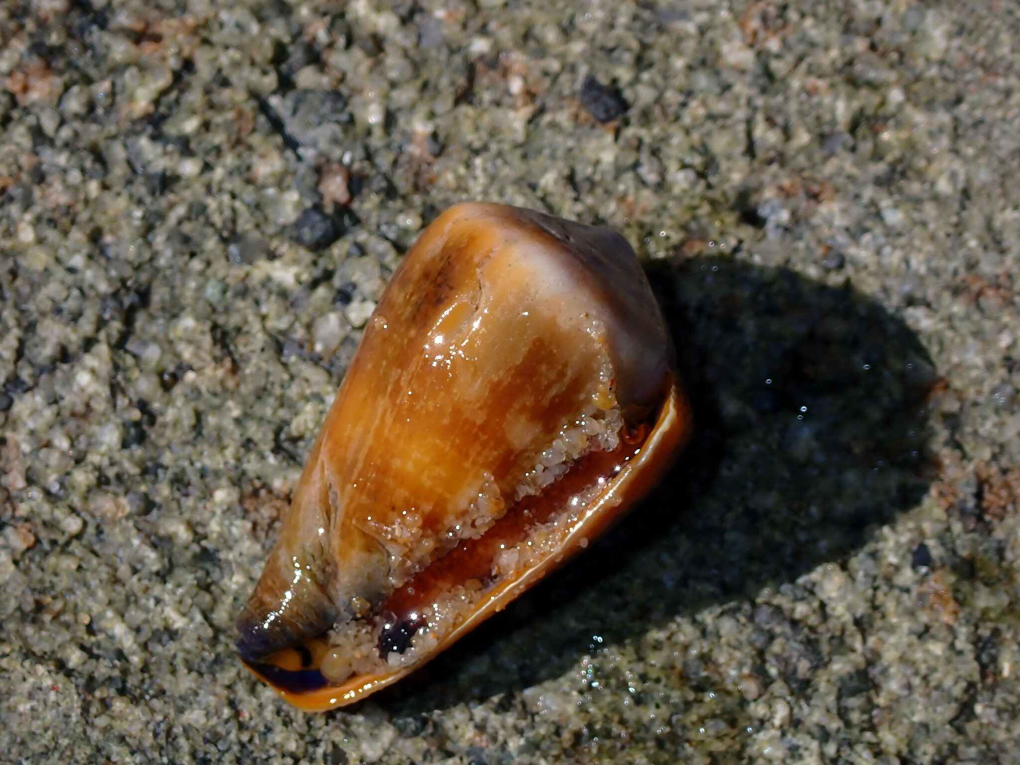 Conus frigidus Reeve, 1848