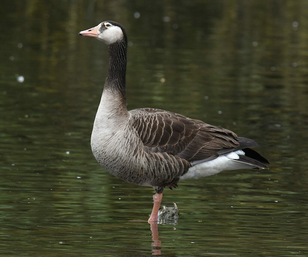 Greylag × Canada Goose from Warwickshire, UK on May 1, 2023 at 09:42 AM ...