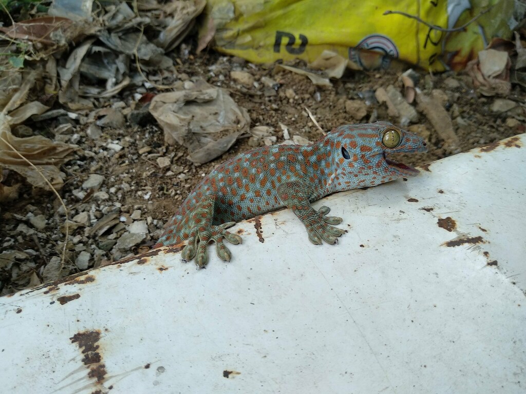 Tokay Gecko from Taytay, 1920 Rizal, Philippines on May 08, 2021 at 09: ...
