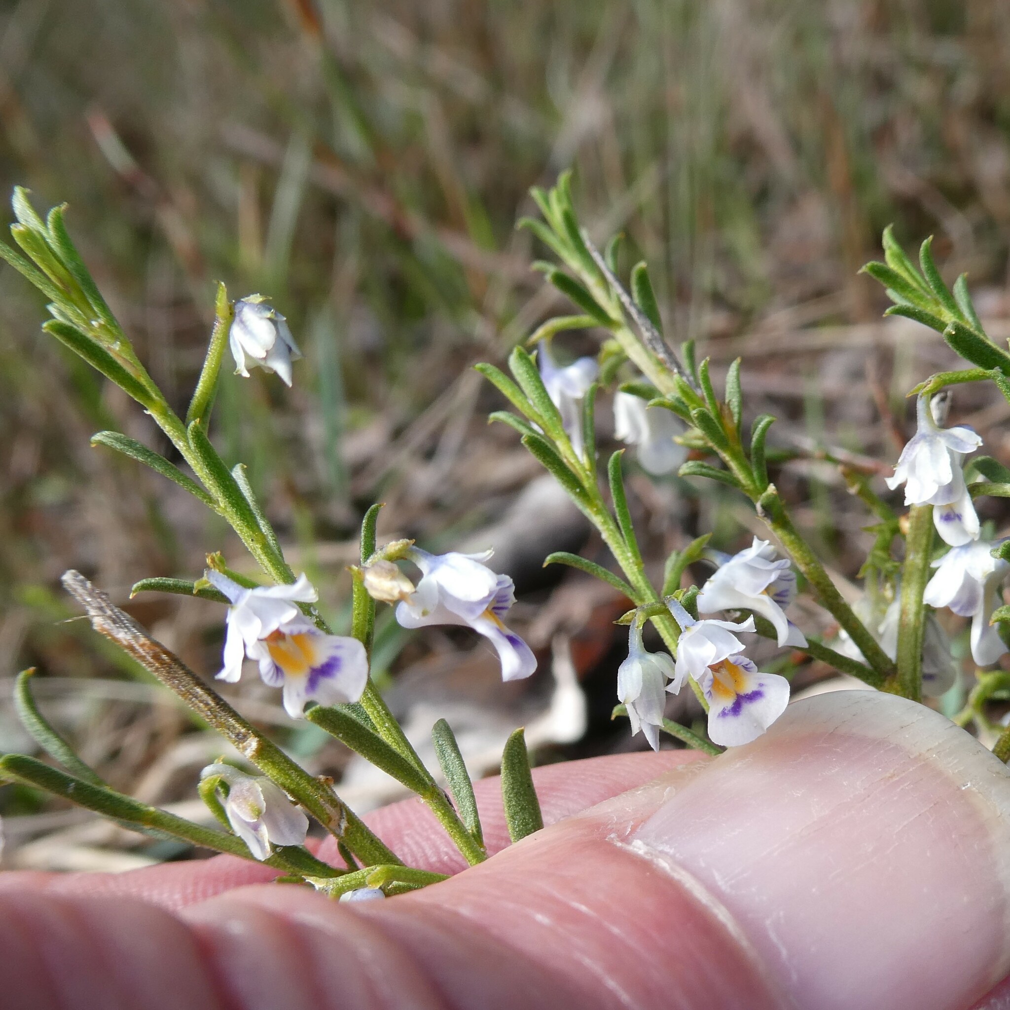Pigea floribunda (Lindl.) Lindl.