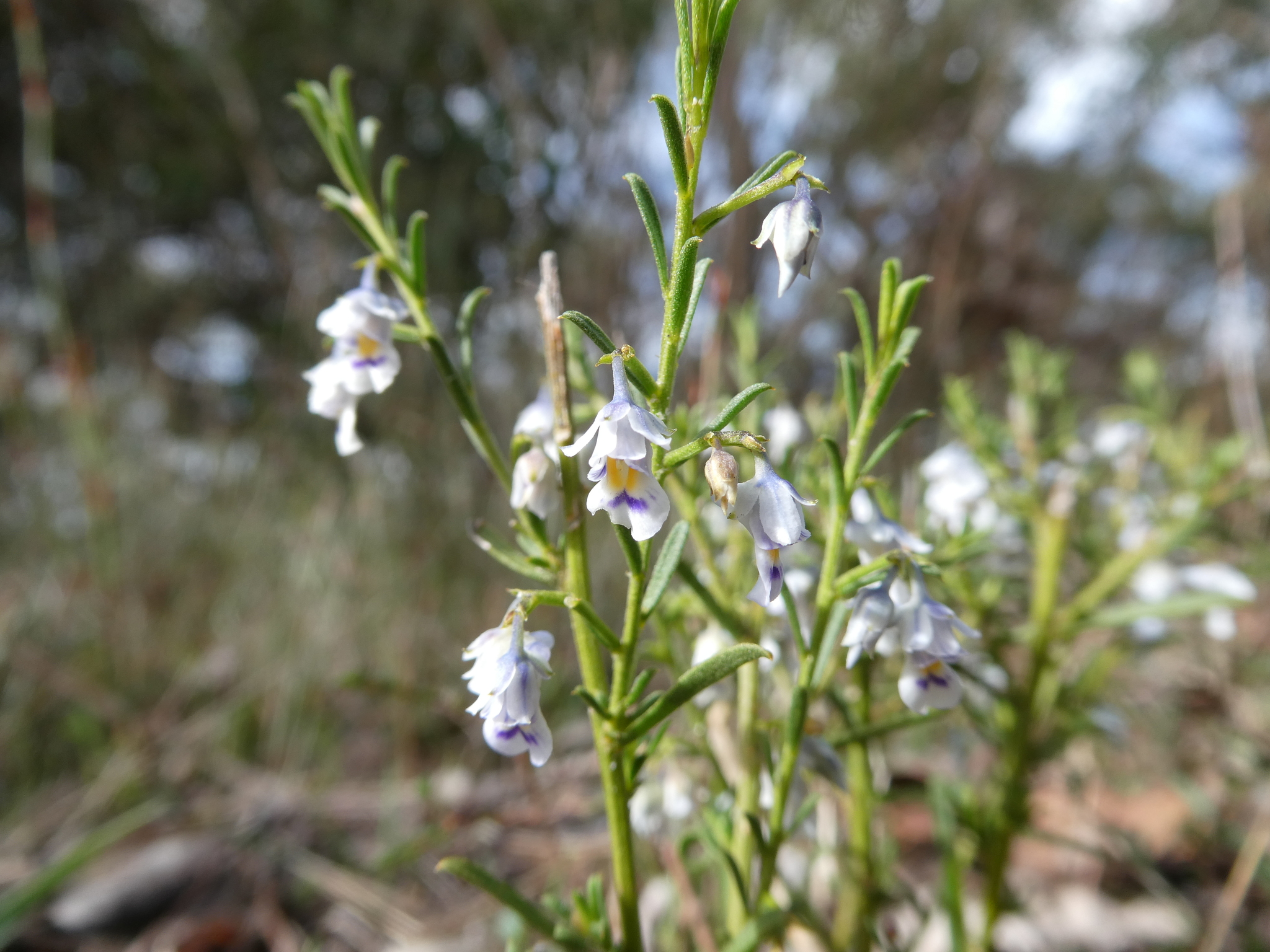 Pigea floribunda (Lindl.) Lindl.