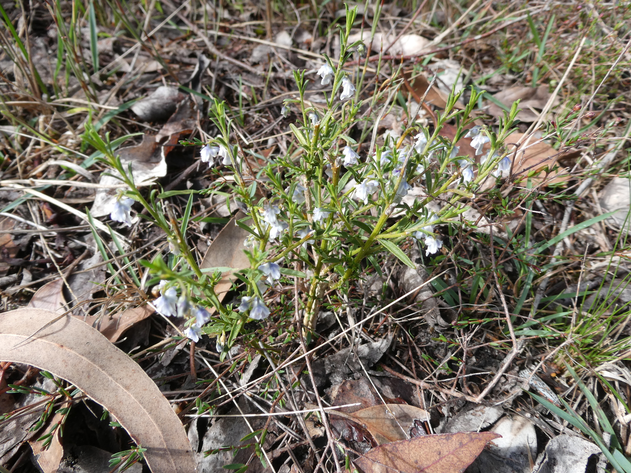 Pigea floribunda (Lindl.) Lindl.