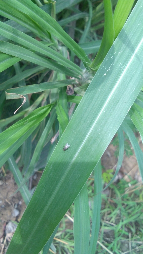 Winged and Once-winged Insects from XQ5Q+8VJ Bhatt newas, Jhankat ...